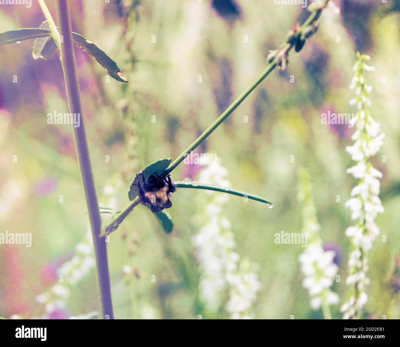Bee hiding from the rain illustration Stock Photo - Alamy