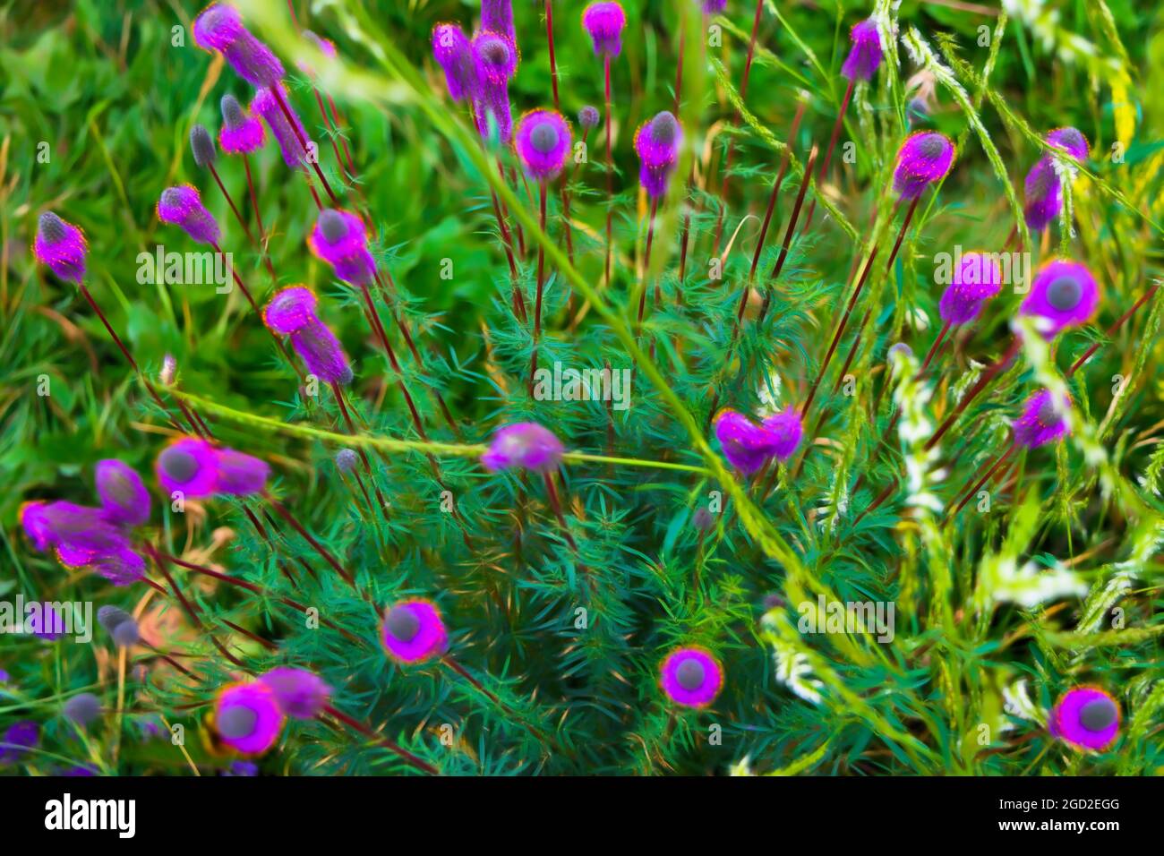 Wispy purple bloom illustration Stock Photo - Alamy