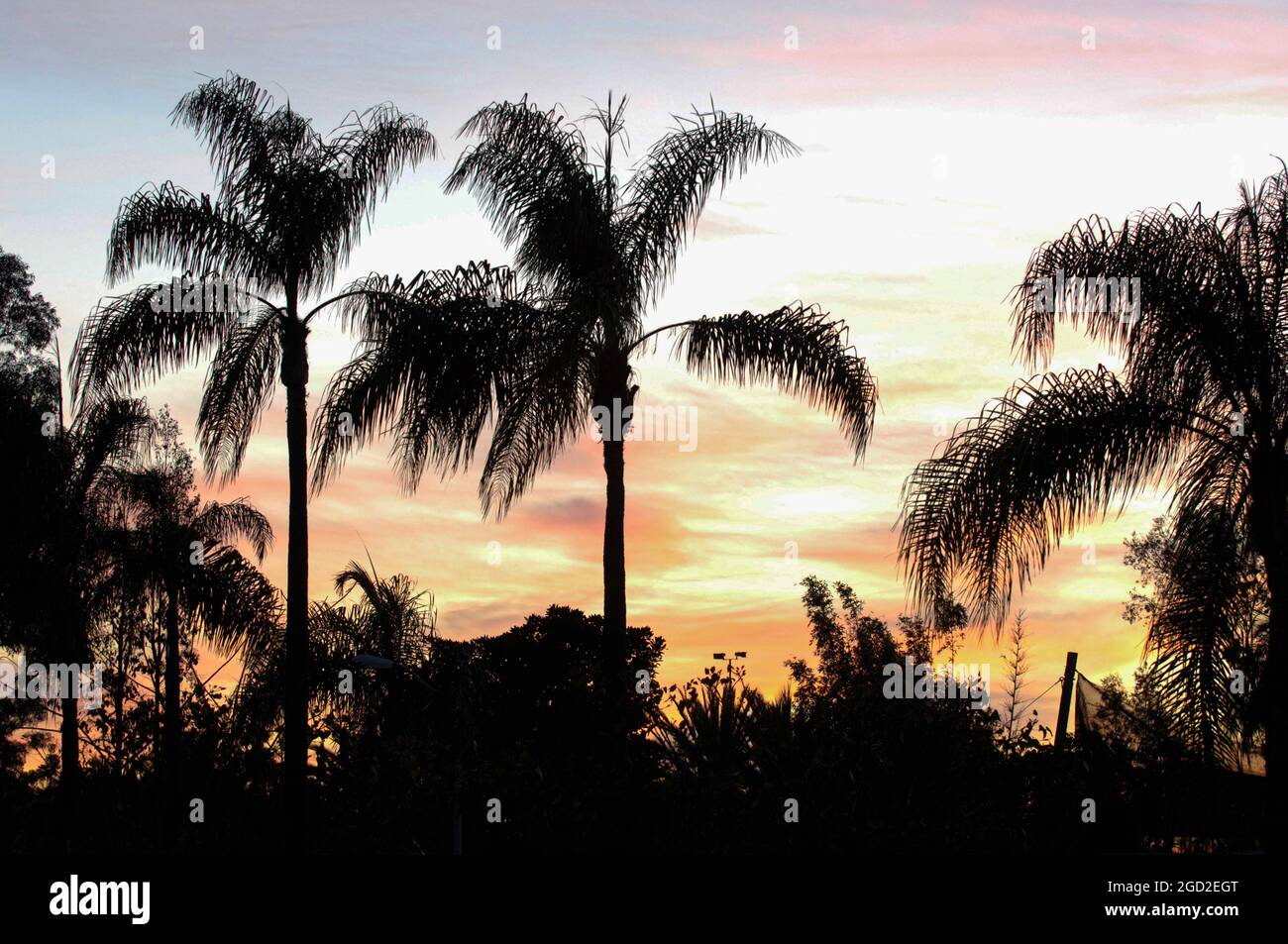 California Sunset with Palm Trees near Balboa Park in San Diego ...