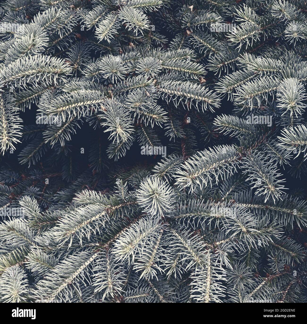 Beautiful green fir-tree texture. Art design decor for holiday ...
