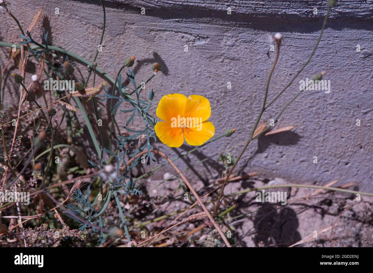 California sunlight poppy hi-res stock photography and images - Alamy