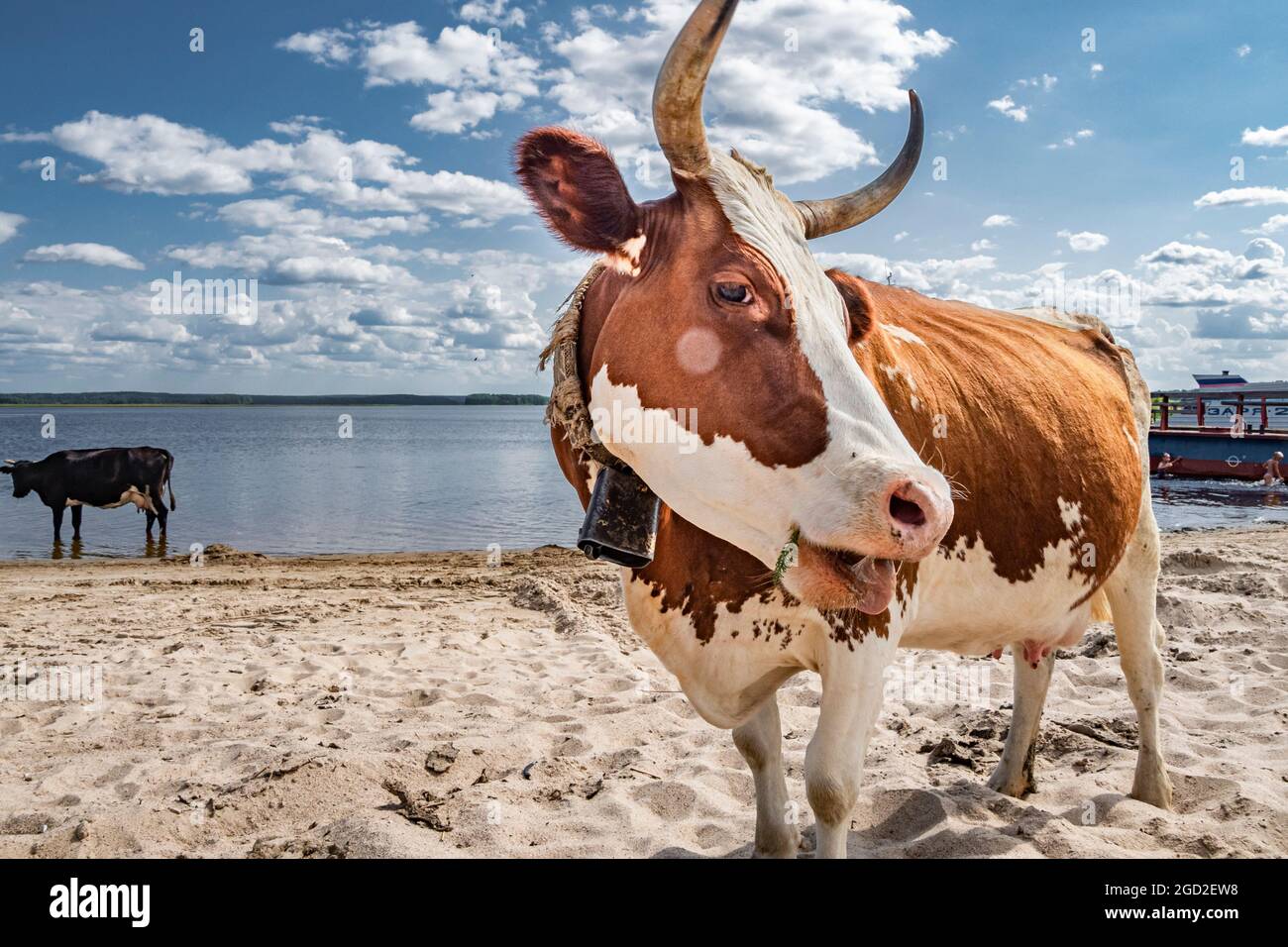 Russia, Arkhangelsk region. Cows on the beach by the lake Stock Photo ...
