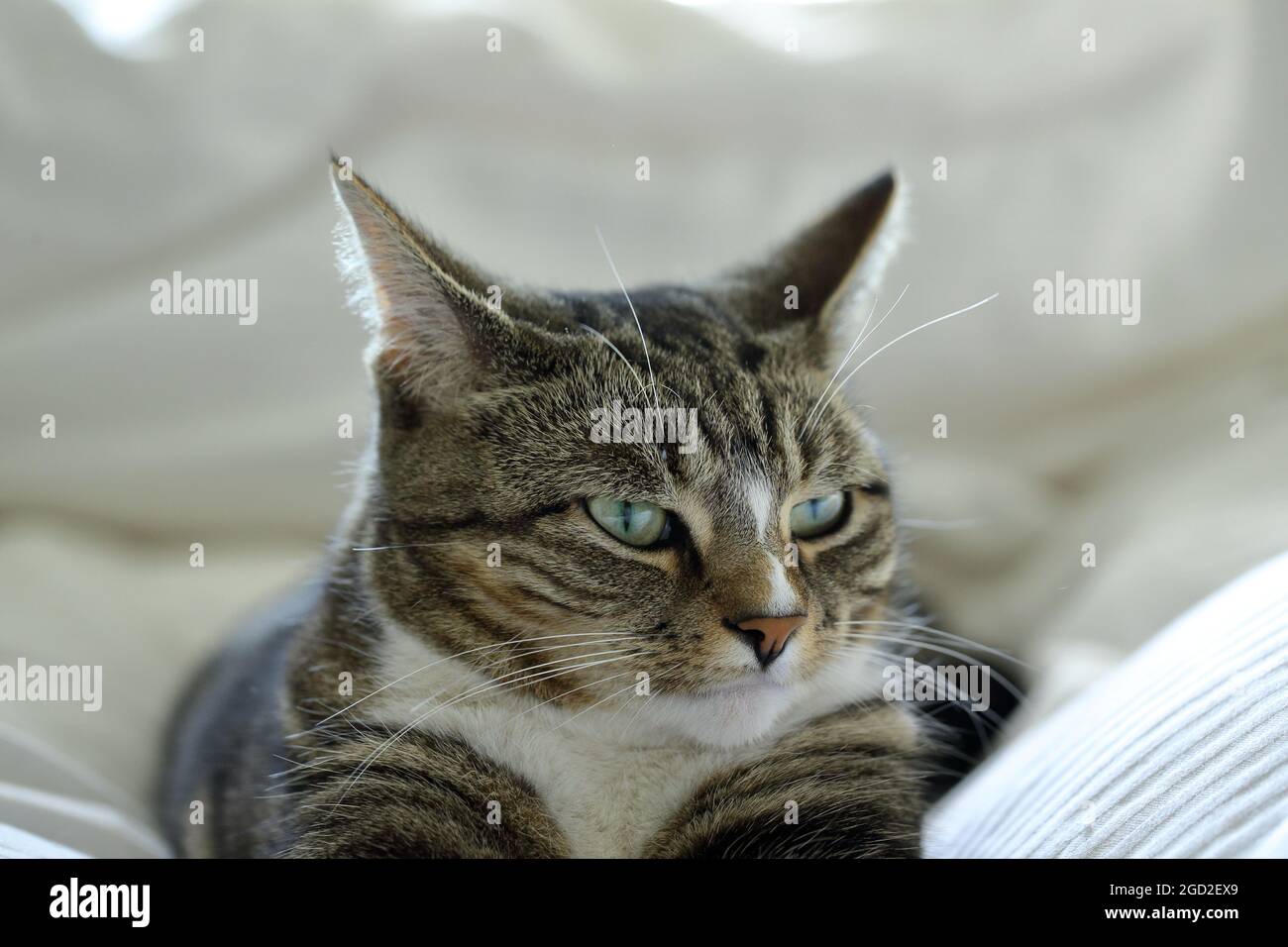 Cute cat on bed in natural light Stock Photo - Alamy