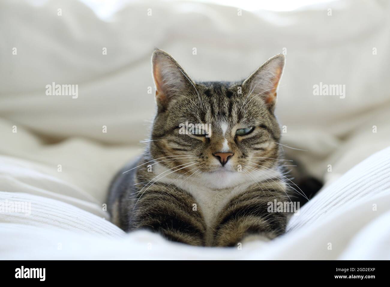 Cute cat on bed in natural light Stock Photo - Alamy