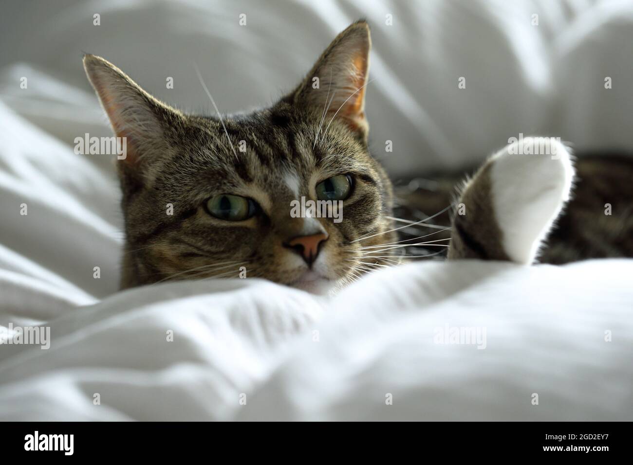 Cute cat on bed in natural light Stock Photo - Alamy