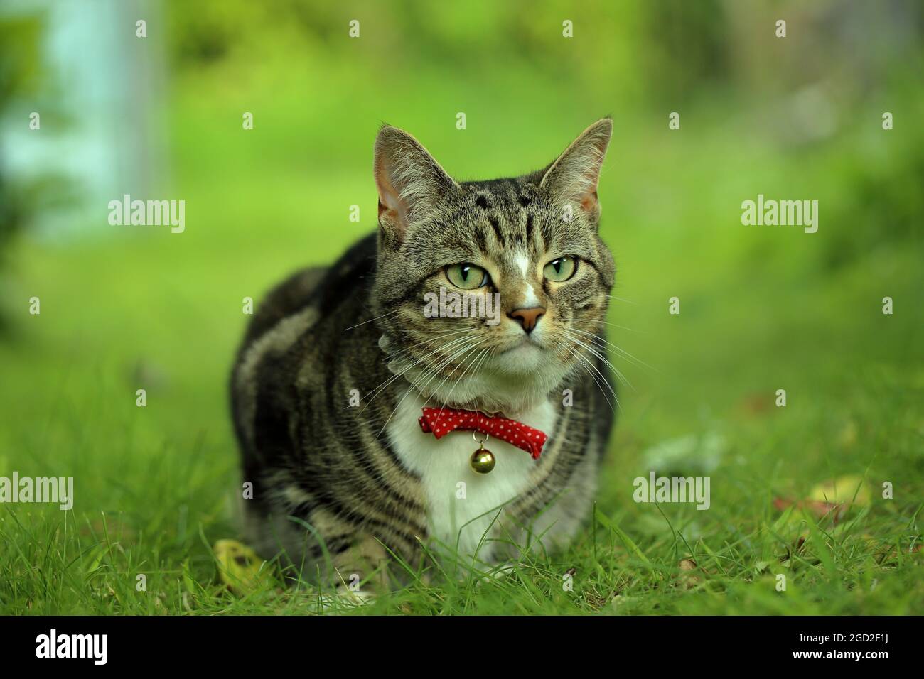 Cute cat wearing collar sat on grass with copy space Stock Photo - Alamy