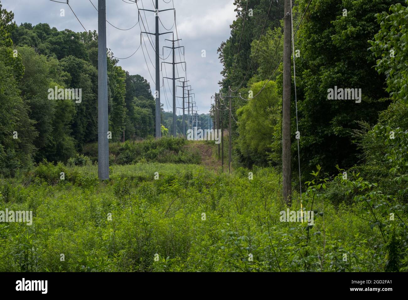 A clearing in a forest for power and communication lines hanging on ...