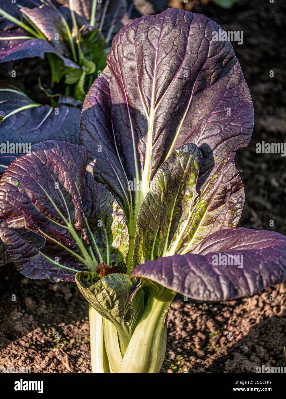 Potassium sodium iron hi-res stock photography and images - Alamy