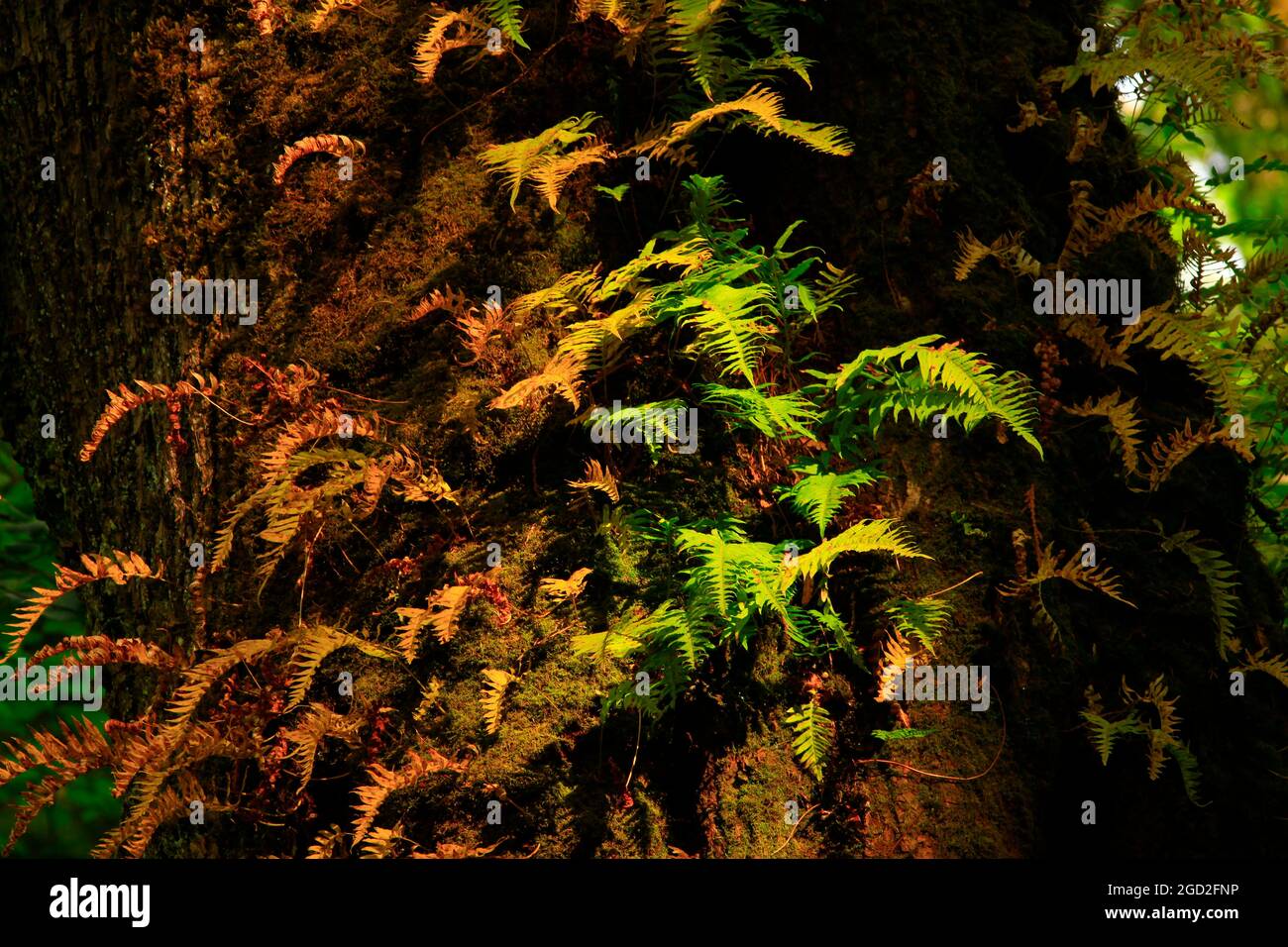 a exterior picture of an Pacific Northwest forest with Big leaf maple ...