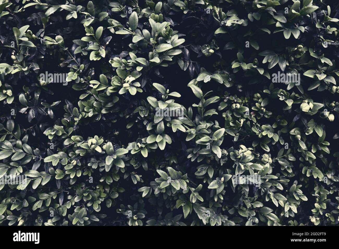 Beautiful dark green bush texture. Abstract branches for banner concept ...