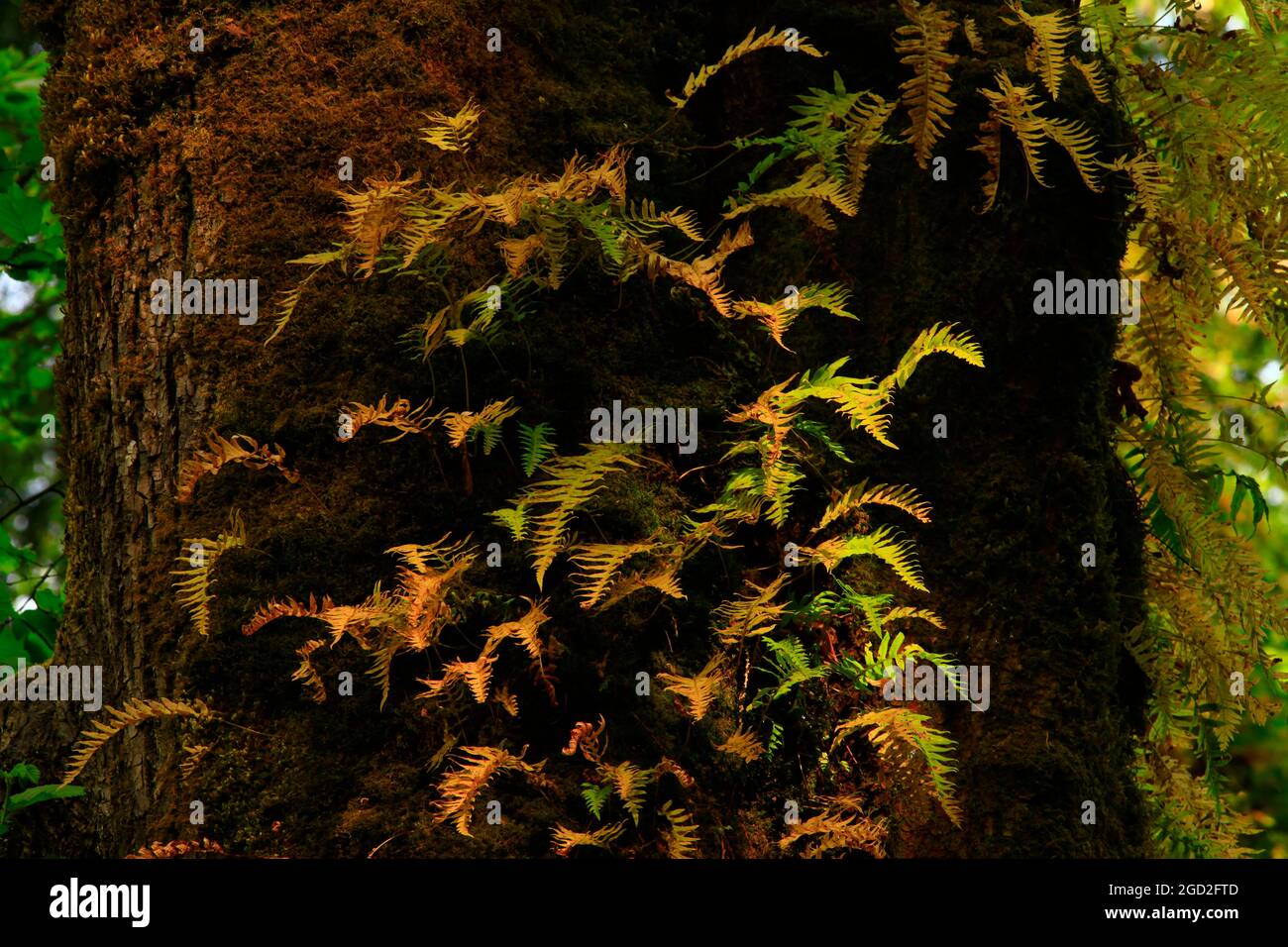 a exterior picture of an Pacific Northwest forest with Big leaf maple ...