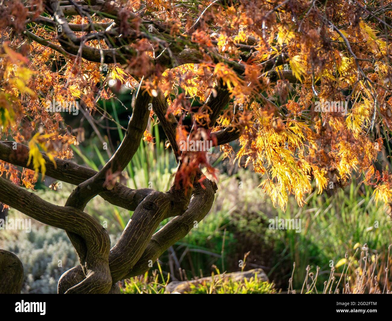 Acer palmatum dissectum tree hi-res stock photography and images - Alamy