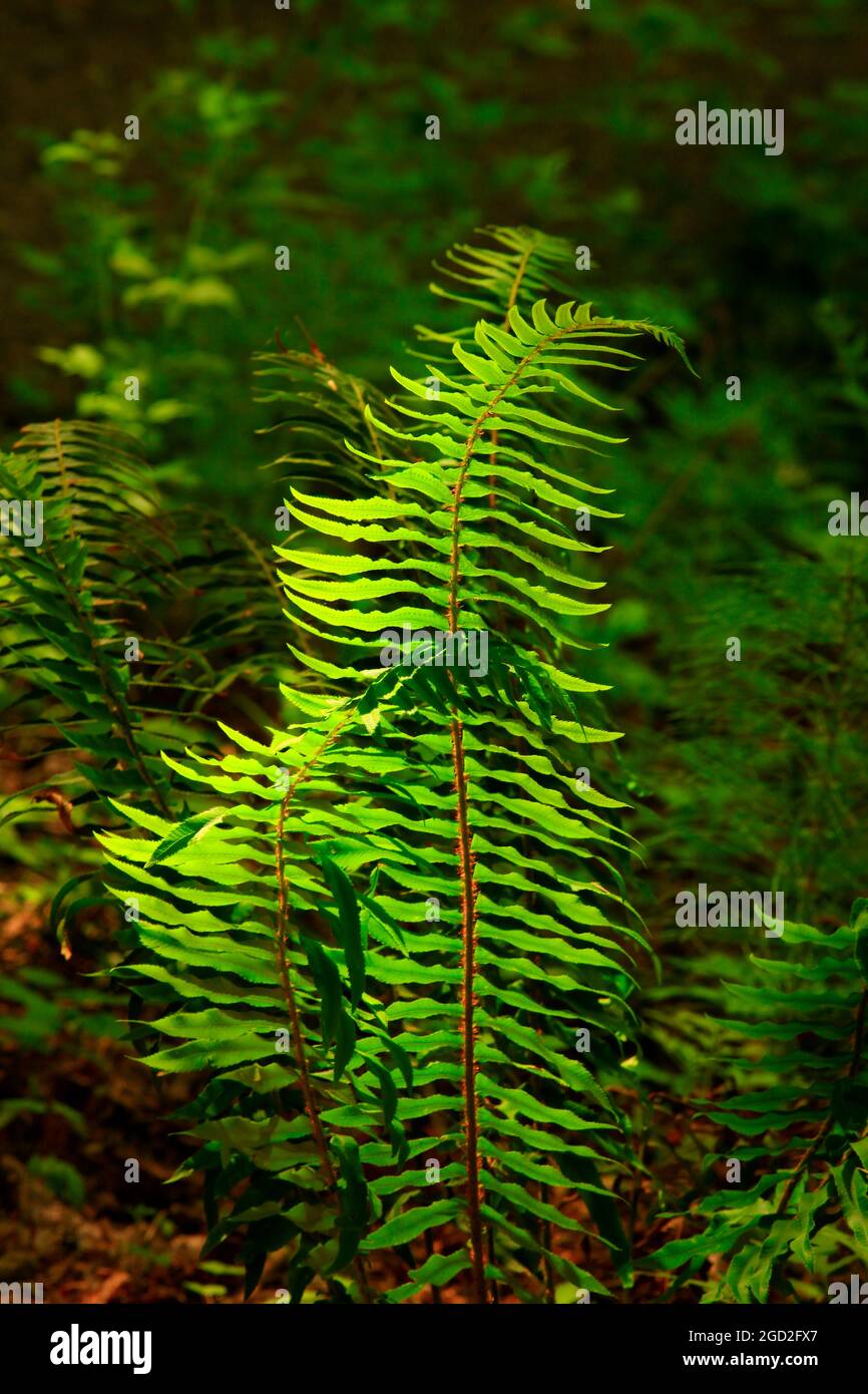 a exterior picture of an Pacific Northwest rainforest with Sword ferns ...