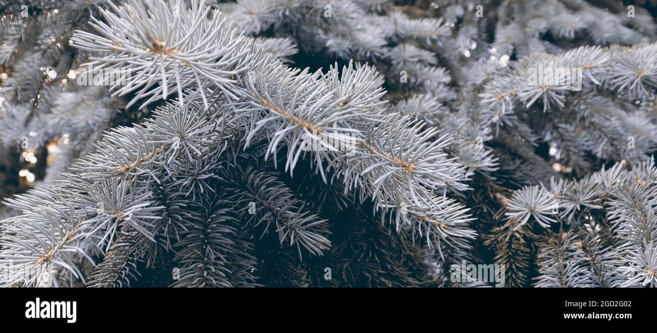 Beautiful winter scene background with green forest. Fir tree backdrop ...