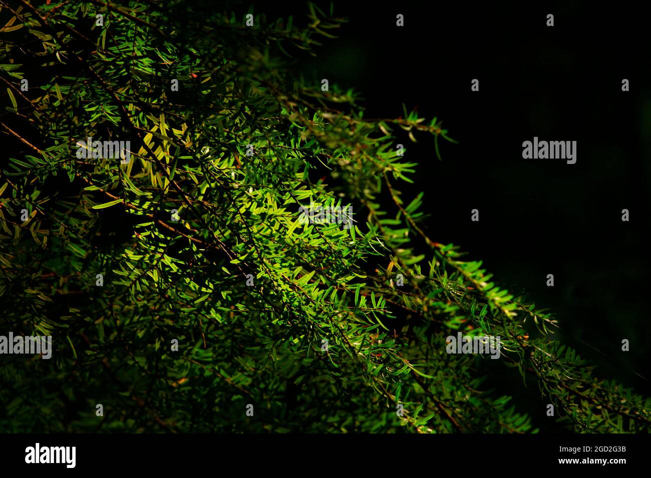 a exterior picture of an Pacific Northwest rainforest with Pacific yew ...