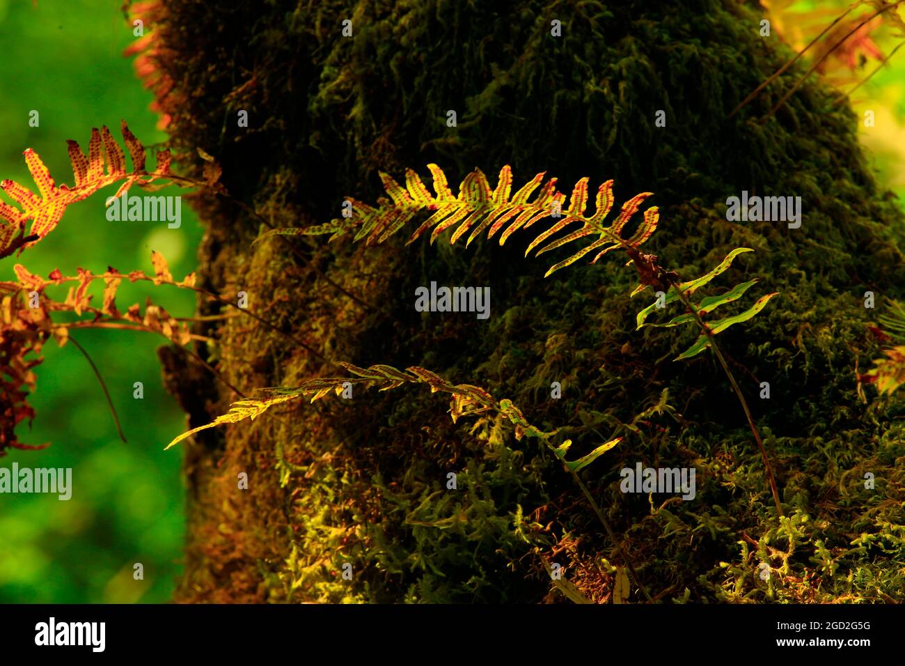 a exterior picture of an Pacific Northwest forest with Big leaf maple ...