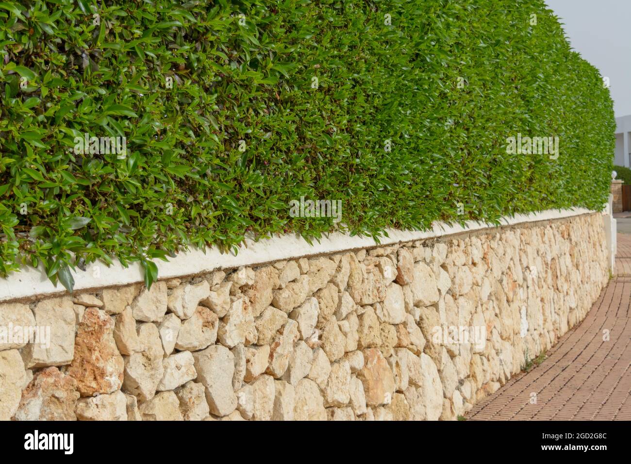 natural stone wall, and green box wall Stock Photo - Alamy