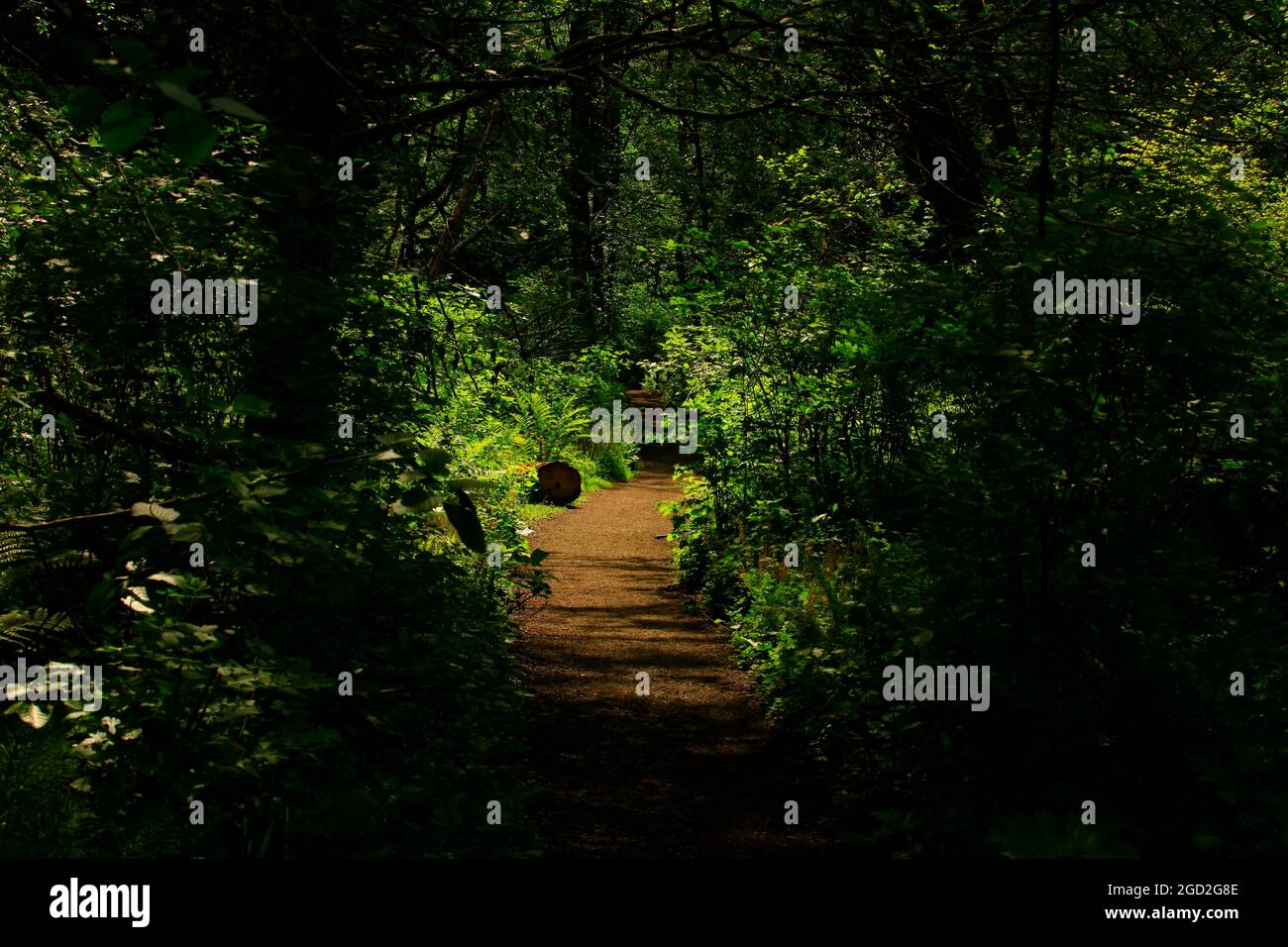 a exterior picture of an Pacific Northwest forest trail Stock Photo - Alamy