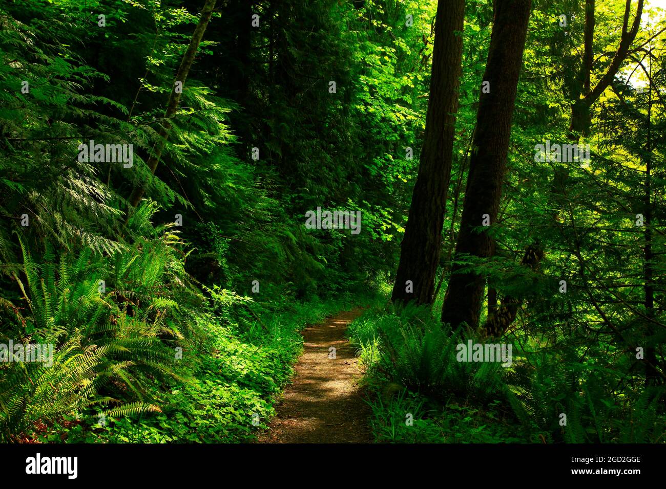 a exterior picture of an Pacific Northwest forest trail Stock Photo - Alamy