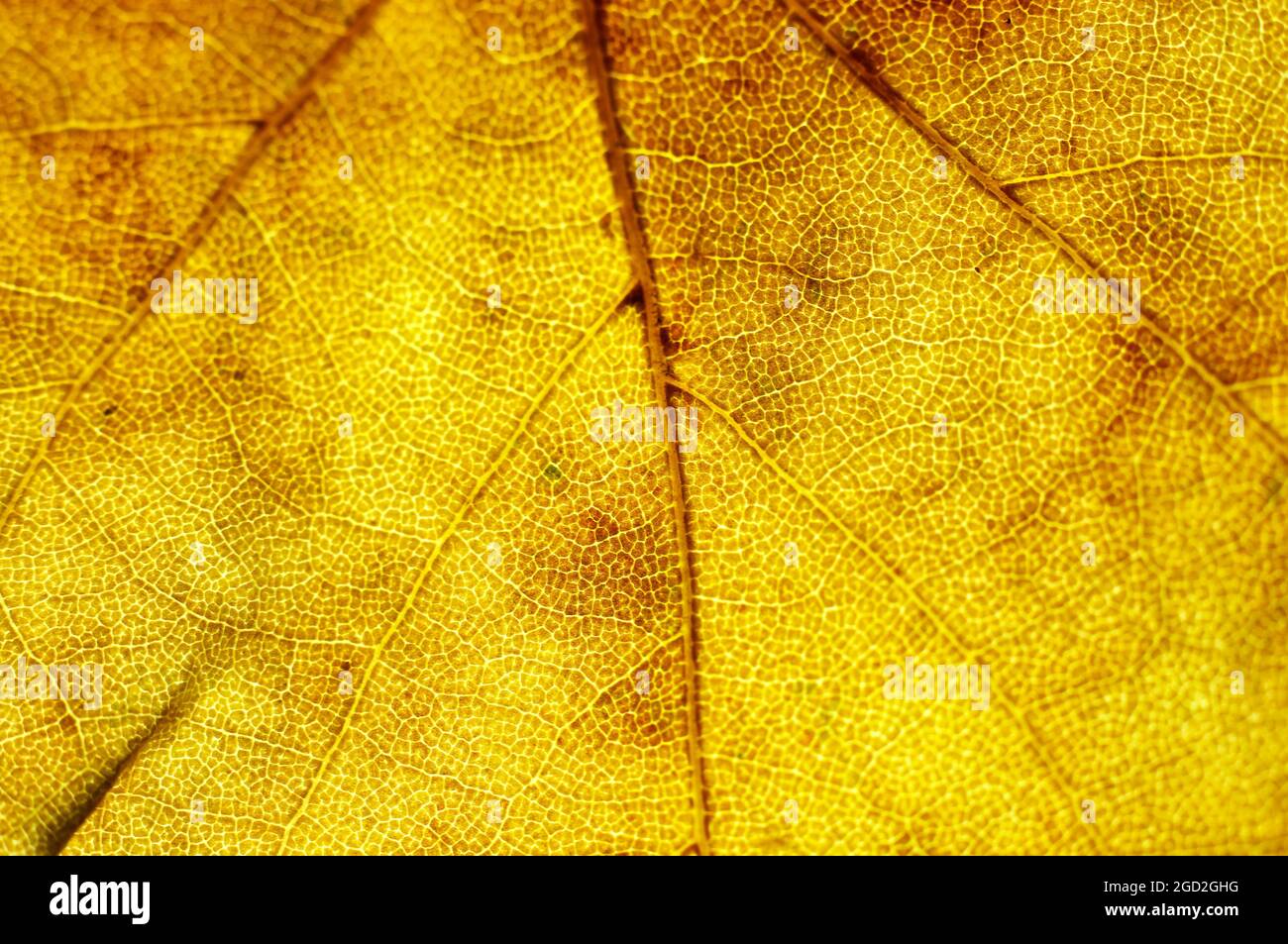 Close-up on an autumn leaf in horizontal format Stock Photo - Alamy