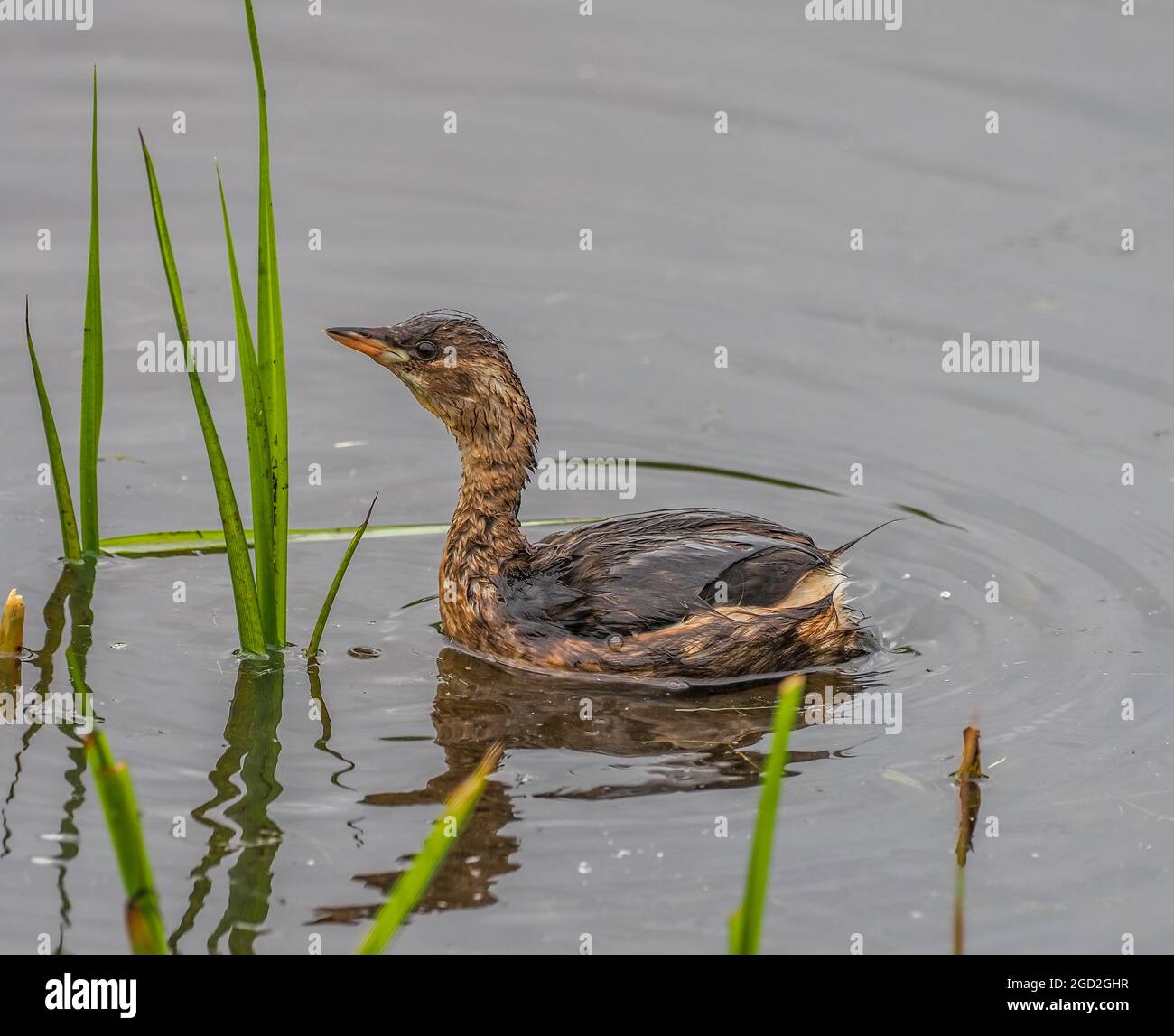 Grebe feet hi-res stock photography and images - Alamy