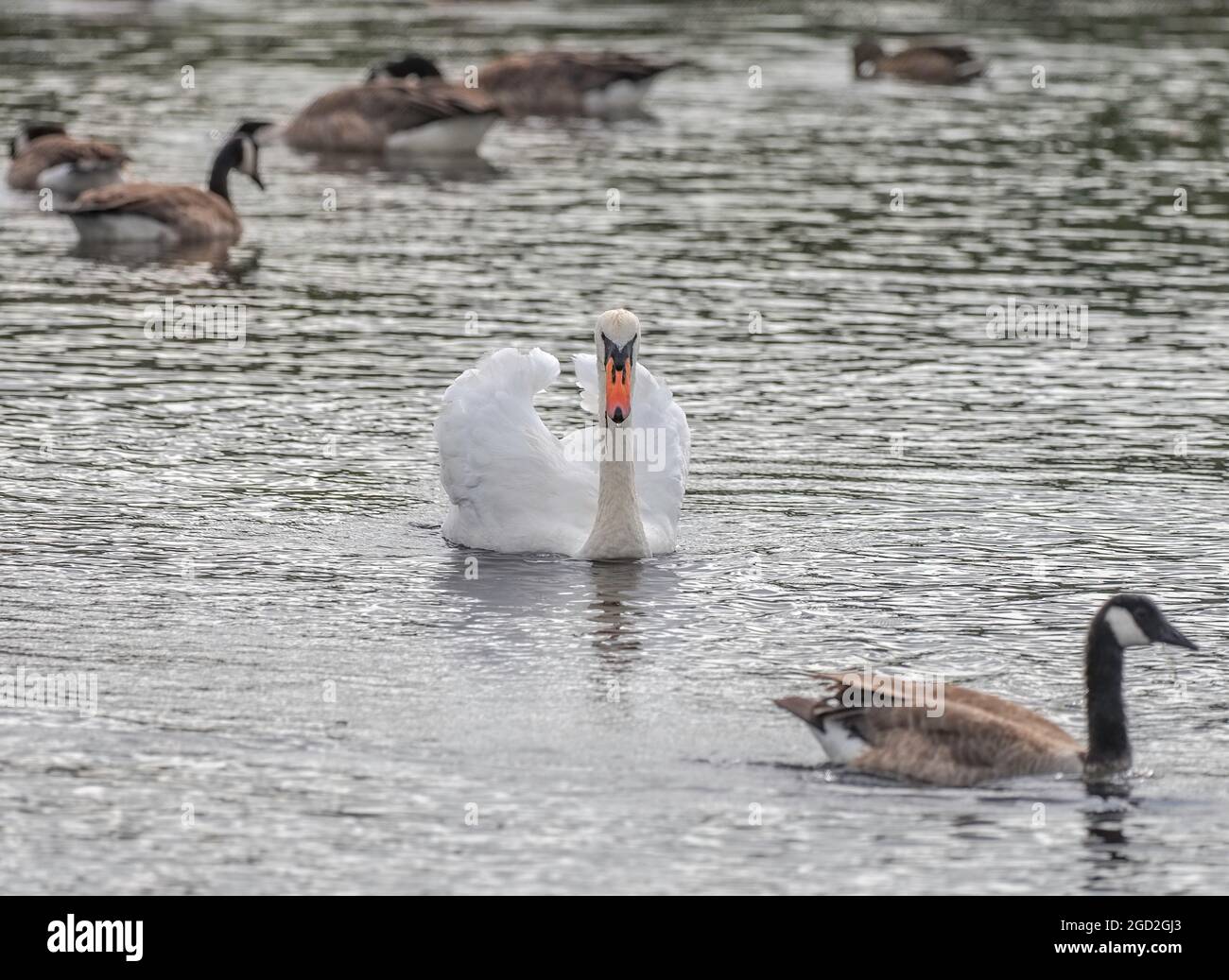 Swan patrolling territory from Canada Geese, Teifi Marshes, Wales Stock ...