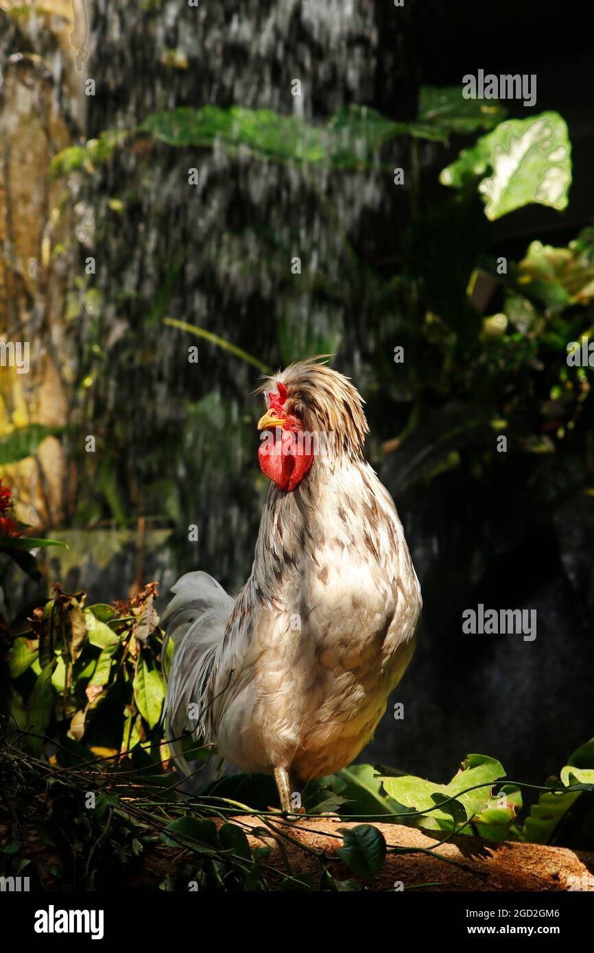 Polish Bantam Rooster or chicken in wild Backyard Stock Photo - Alamy
