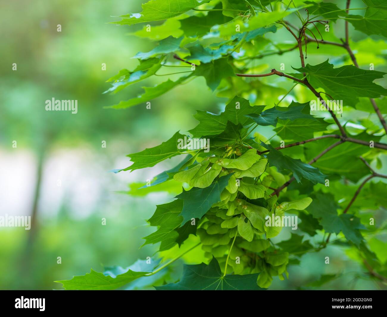 Spring branches of maple tree with fresh green leaves. Spring ...