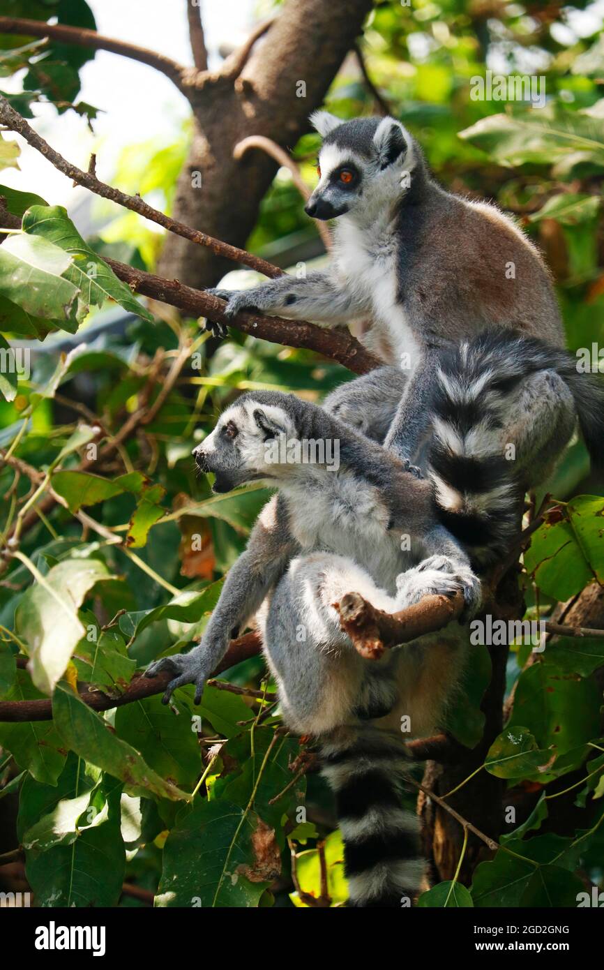 ring tailed lemur is a large strepsirrhine primate, black and white ...