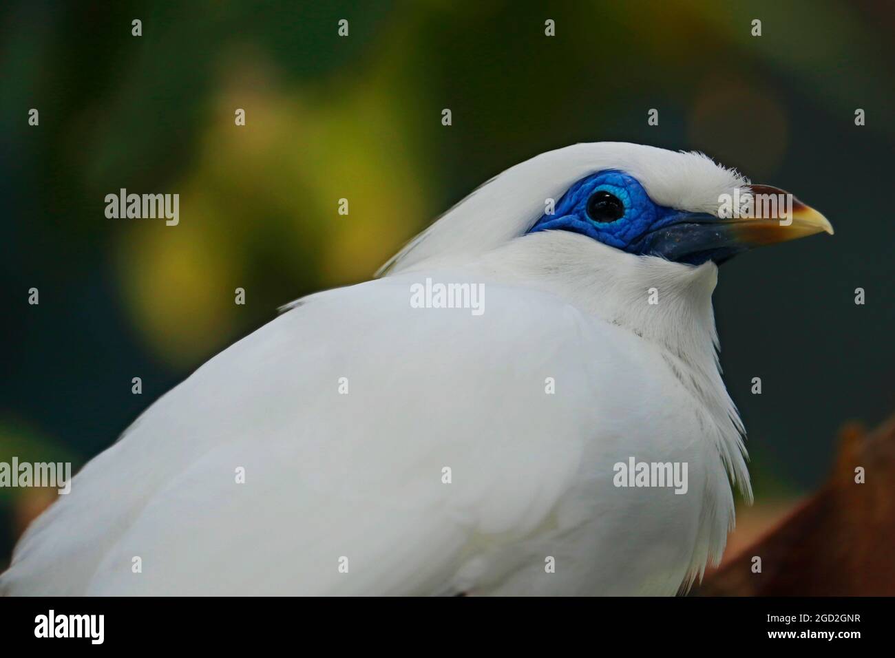 The Bali Myna bird (Leucopsar rothschildi), also known as Rothschild's ...