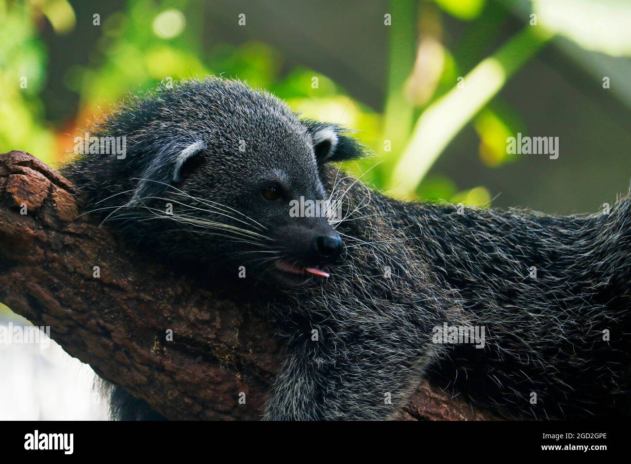 North American Civet Cat