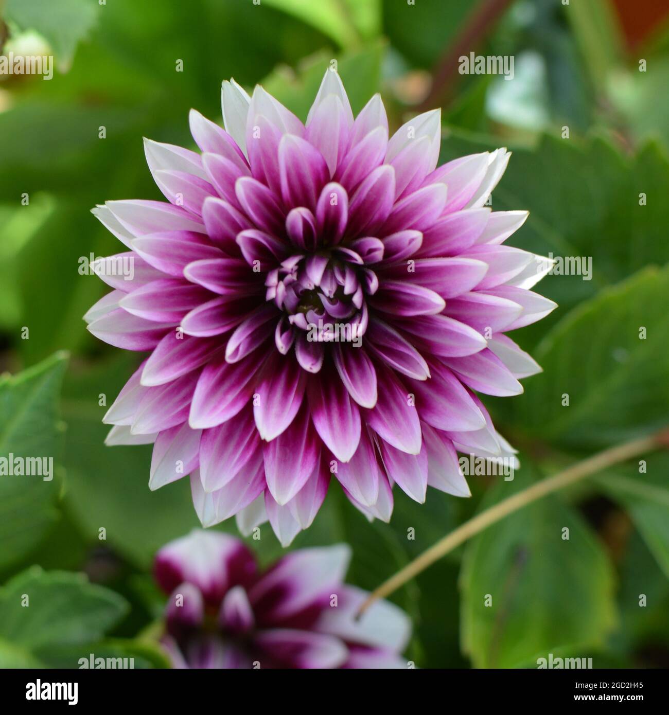 Georgina wild hi-res stock photography and images - Alamy