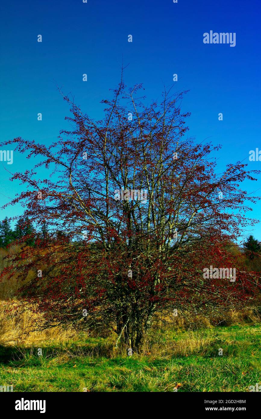 a exterior picture of an Pacific Northwest forest meadow with English ...