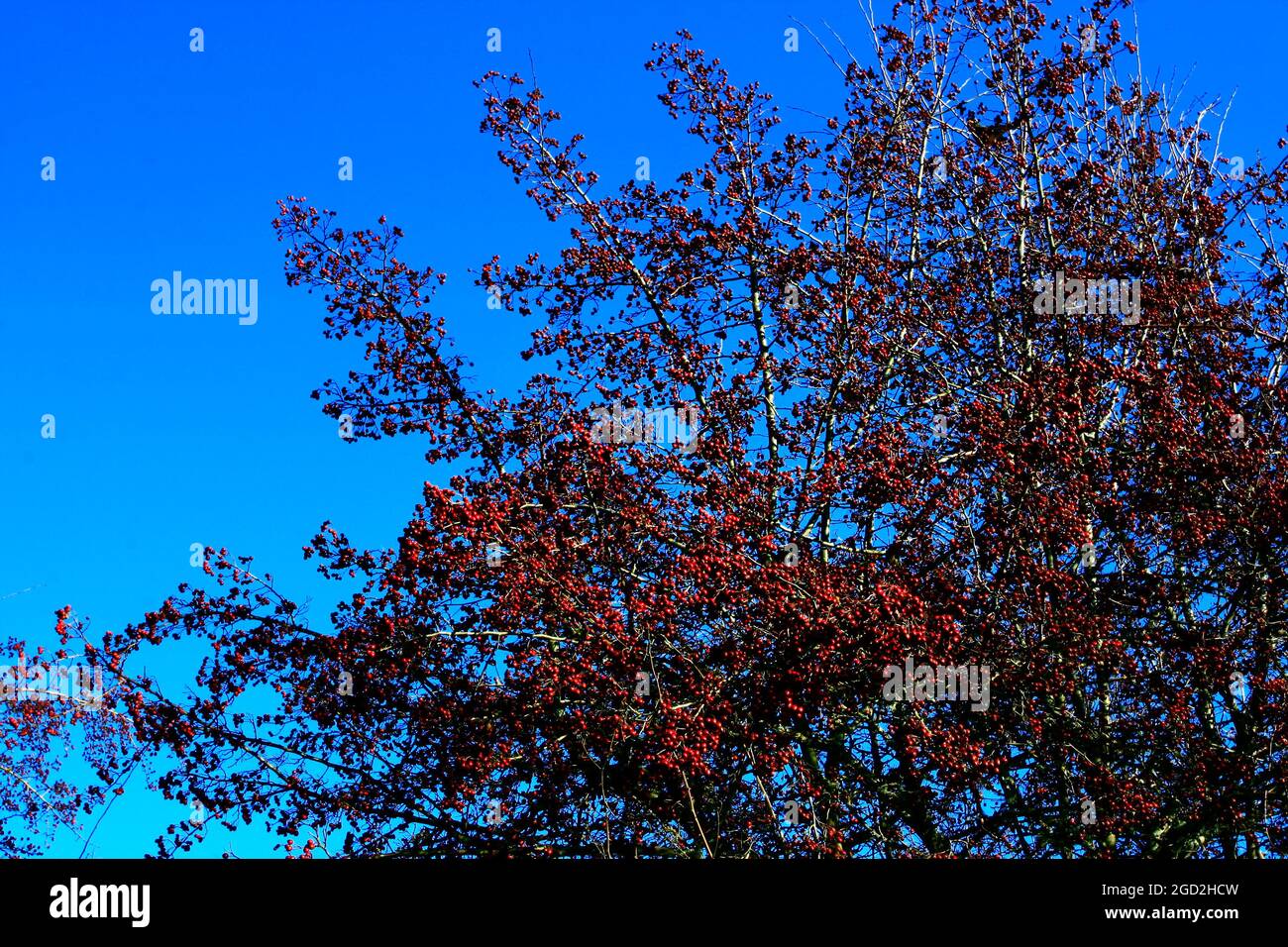 a exterior picture of an Pacific Northwest forest meadow with English ...
