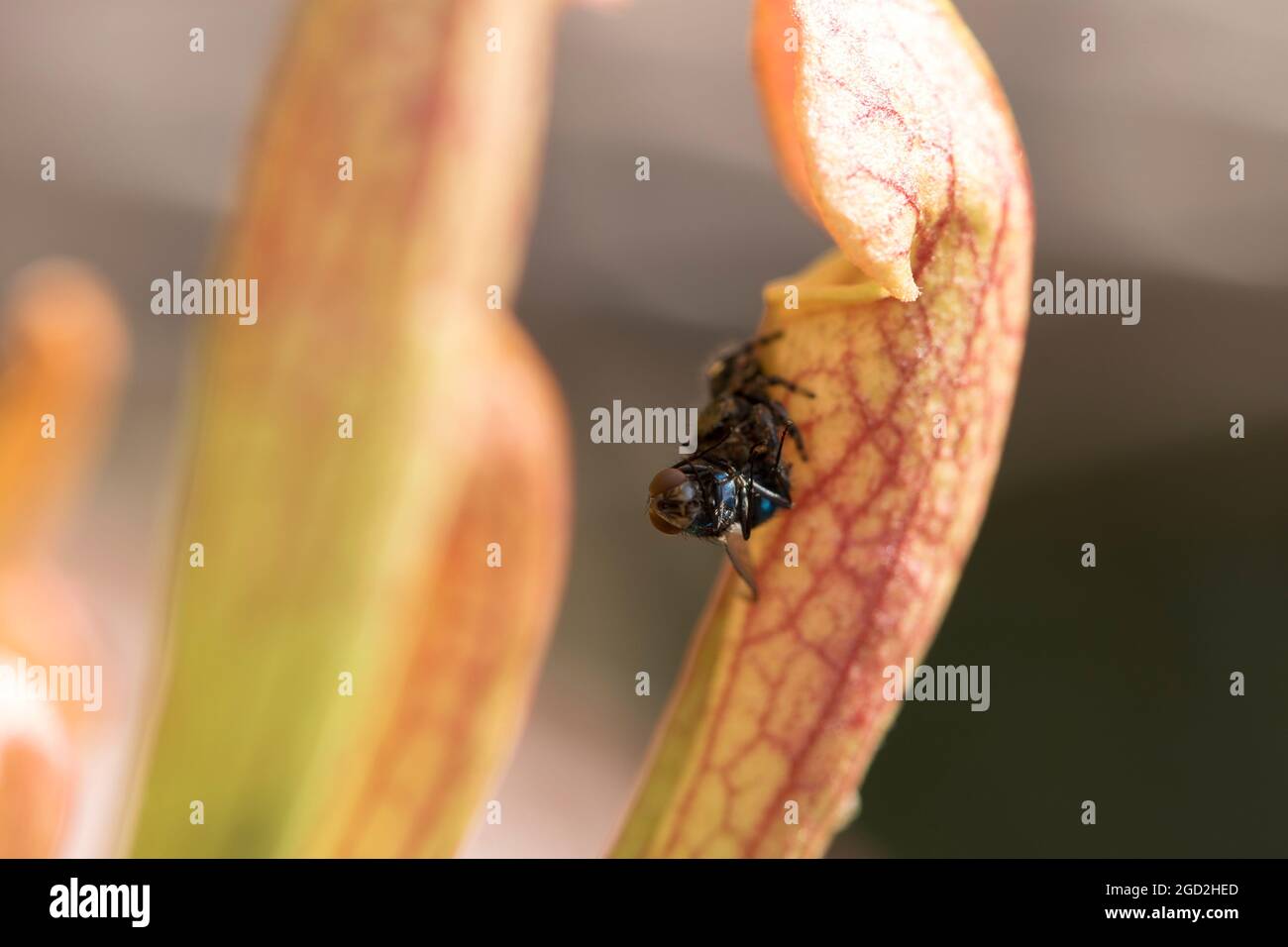 Fly killed by jumping spider insect world life and death Stock Photo ...
