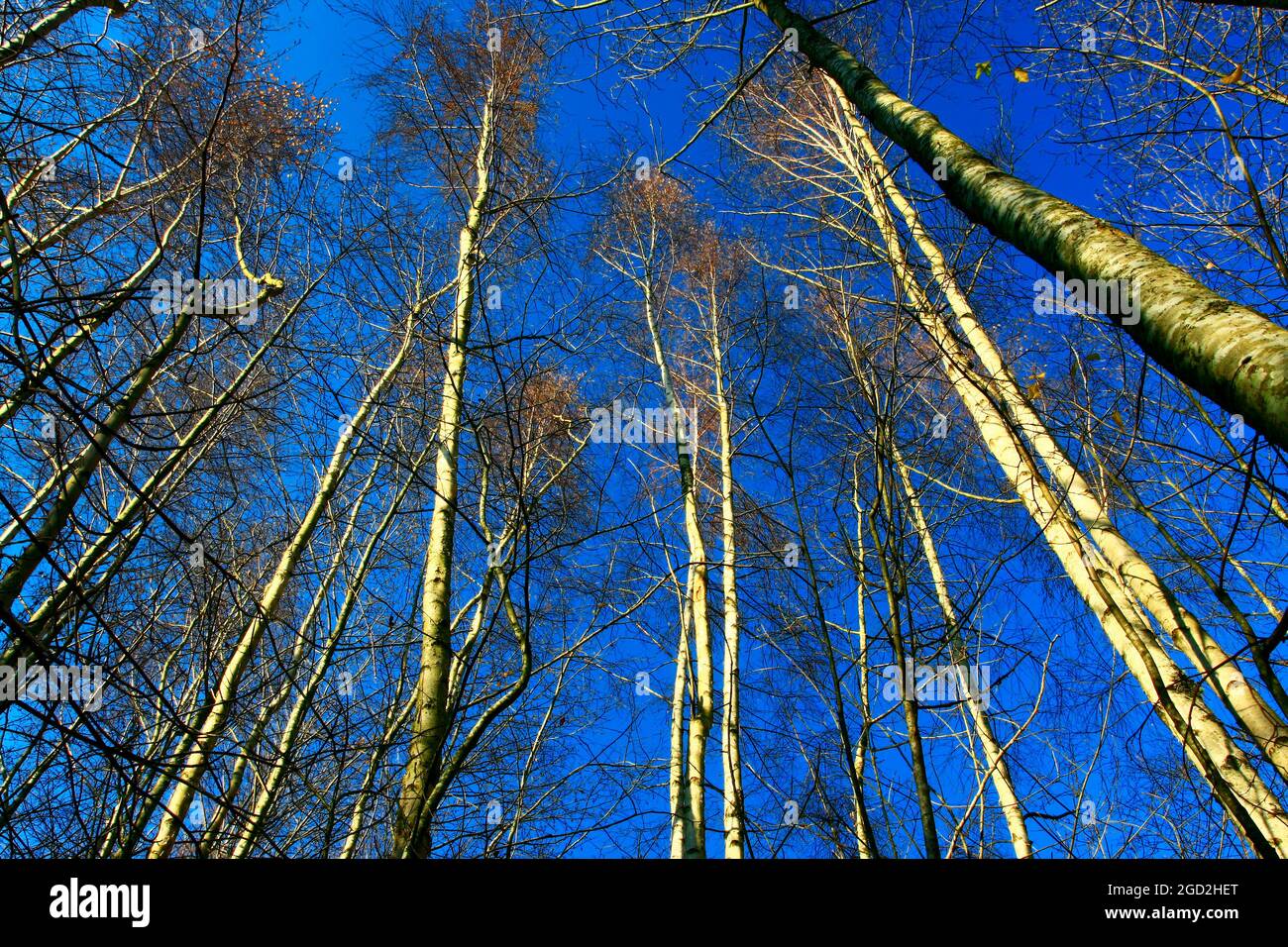 a exterior picture of an Pacific Northwest forest with Red alder trees ...