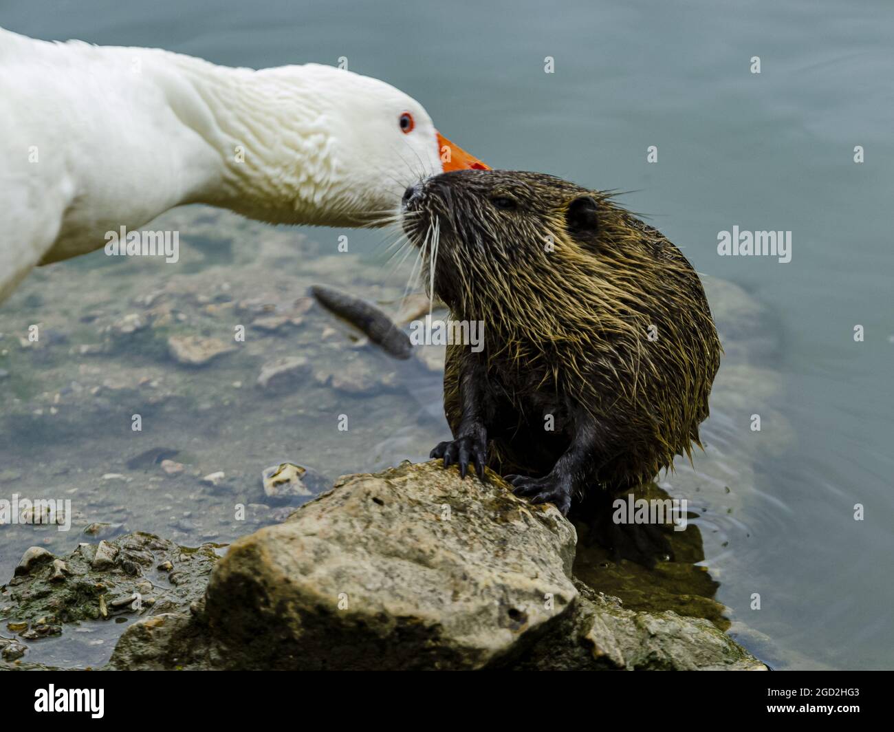 Captured duck hi-res stock photography and images - Alamy
