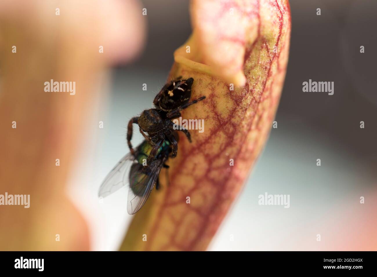 Spider eating fly close up. Jumping spider hunting house fly Stock ...