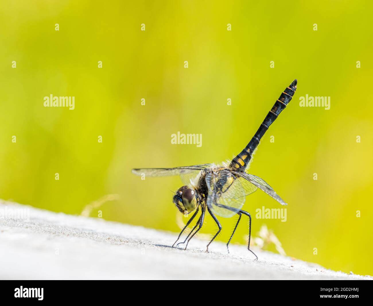 Black darters hi-res stock photography and images - Alamy