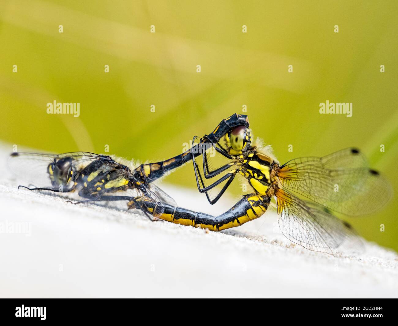 Dragon flies mating hi-res stock photography and images - Alamy