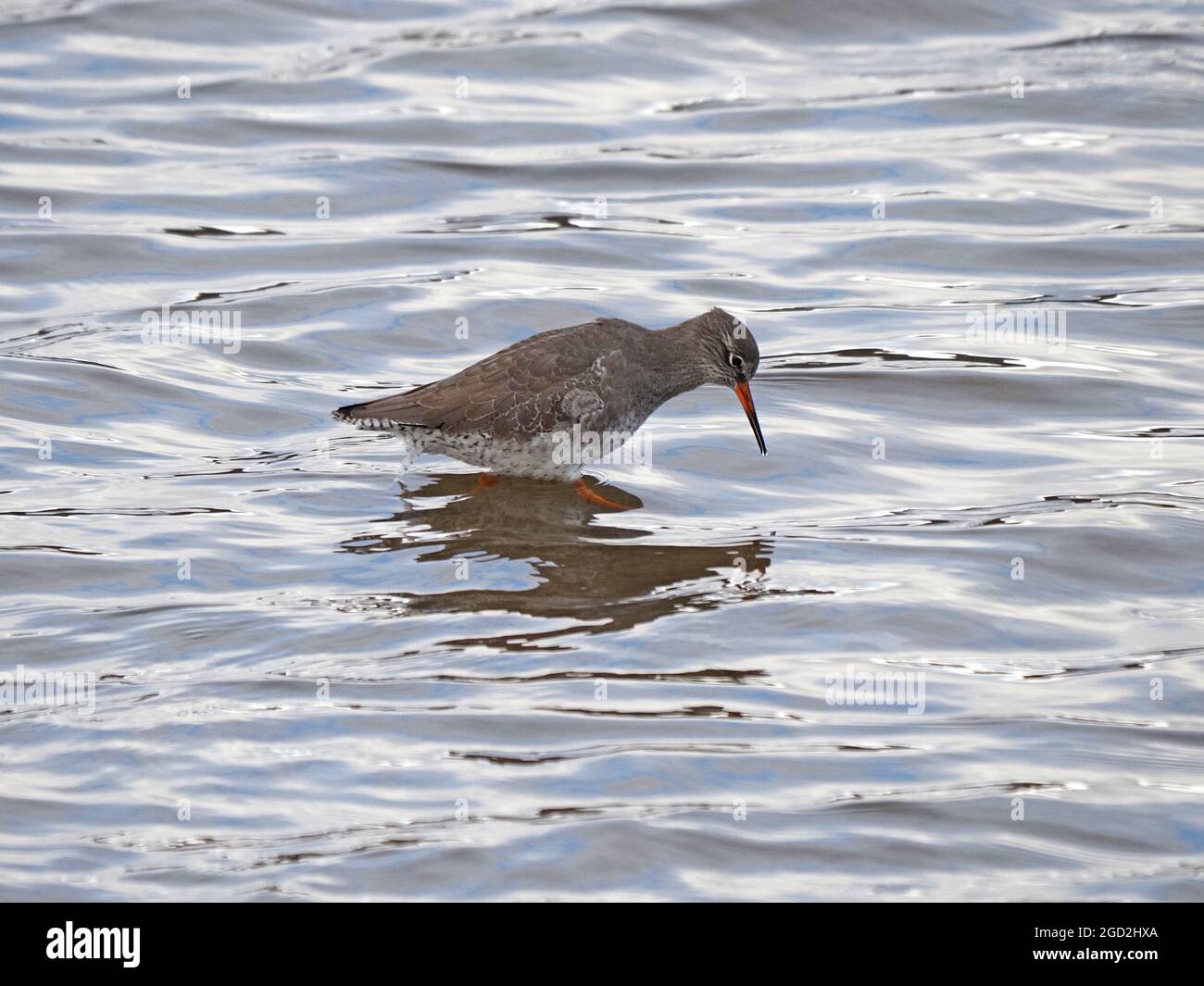 Common Redshank (Tringa totanus) probing for invertebrates as it wades ...
