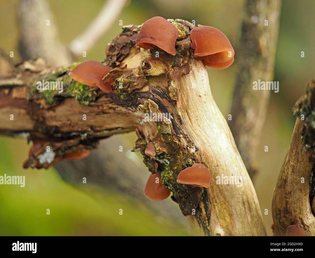Jelly Ear Fungus (Auricularia auricula-judae) growing with moss on dead ...