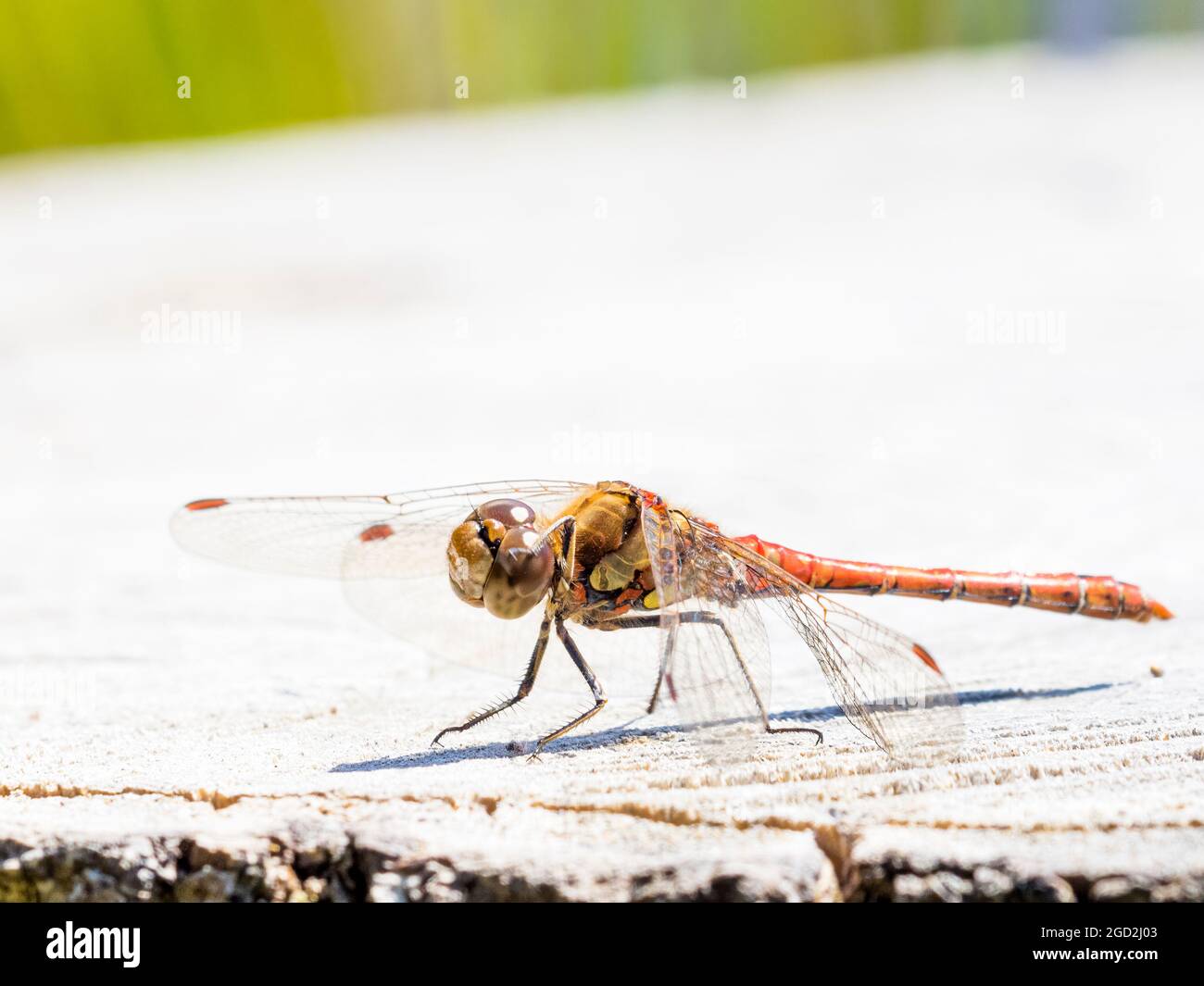 Sunshine common darter dragonfly hi-res stock photography and images ...