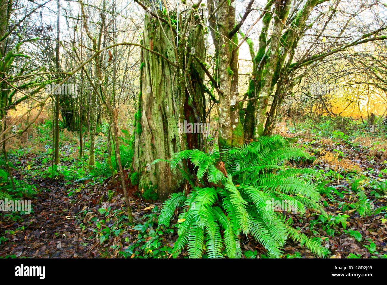 a exterior picture of an Pacific Northwest forest with Red alder trees ...