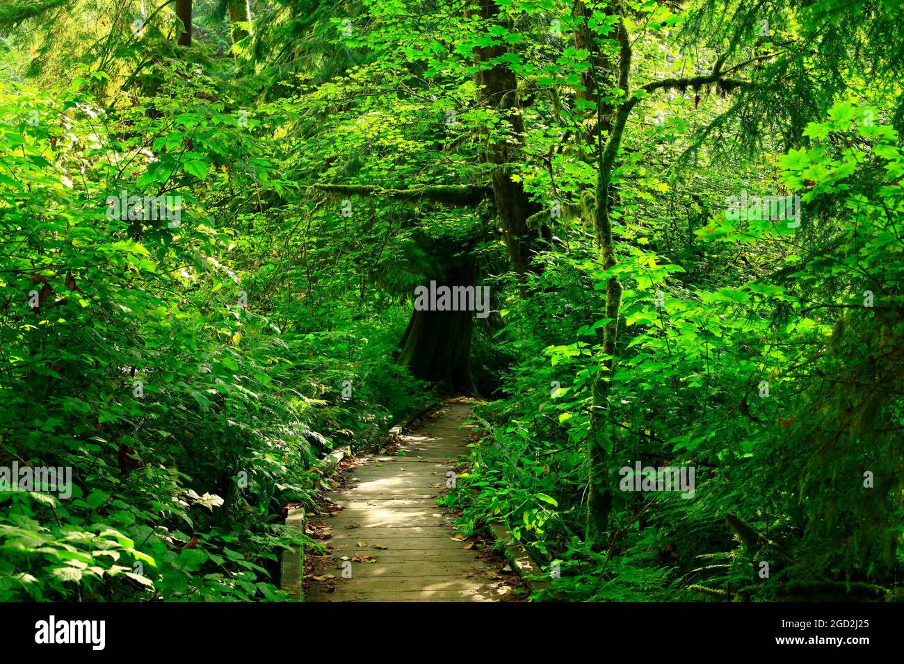 a exterior picture of an Pacific Northwest forest trail Stock Photo - Alamy