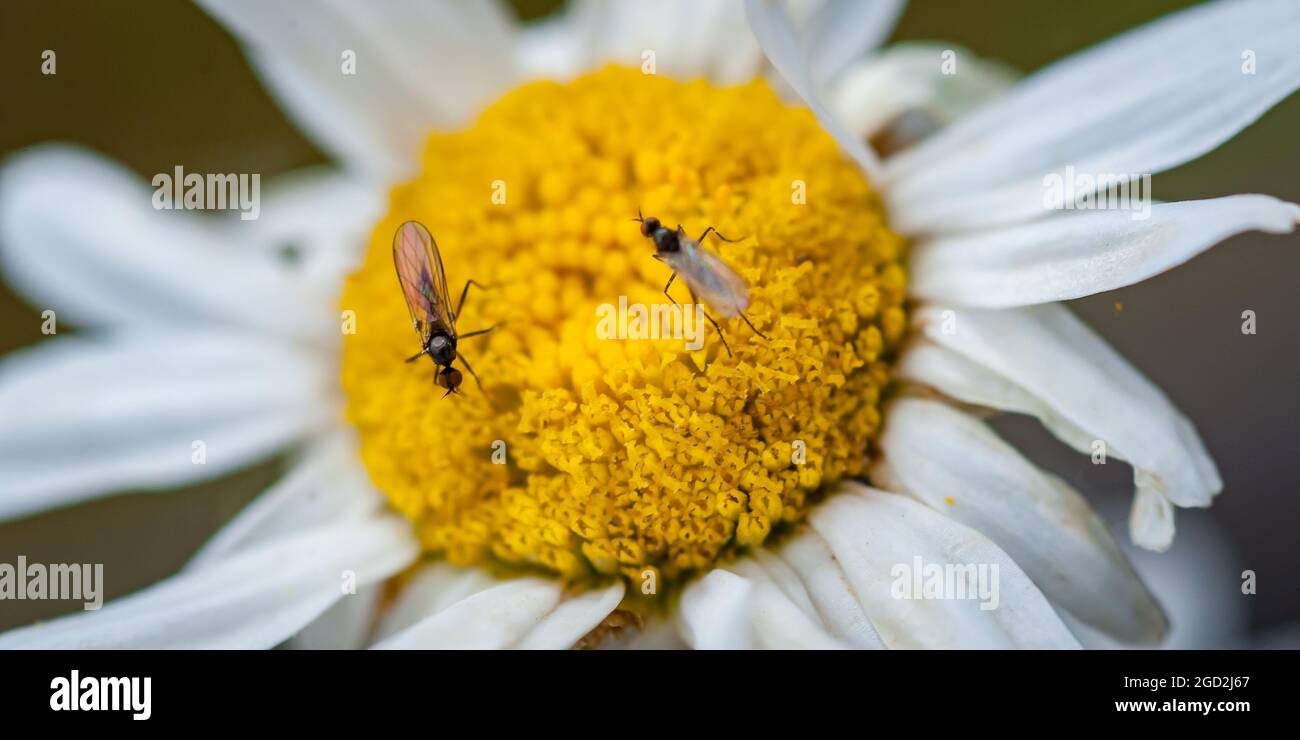 Fungus gnats hi-res stock photography and images - Alamy