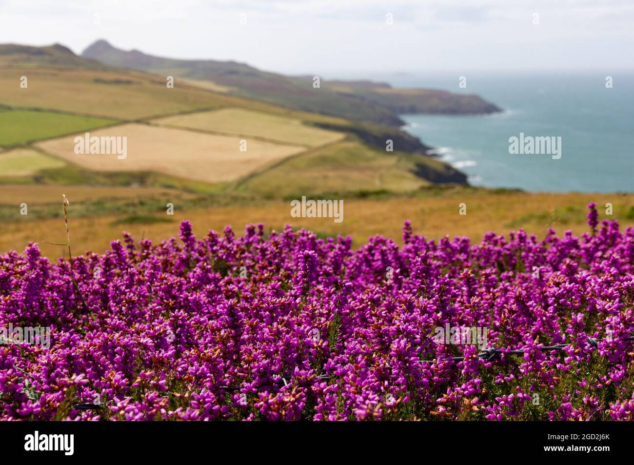 Pembrokeshire coast wild flowers hi-res stock photography and images ...