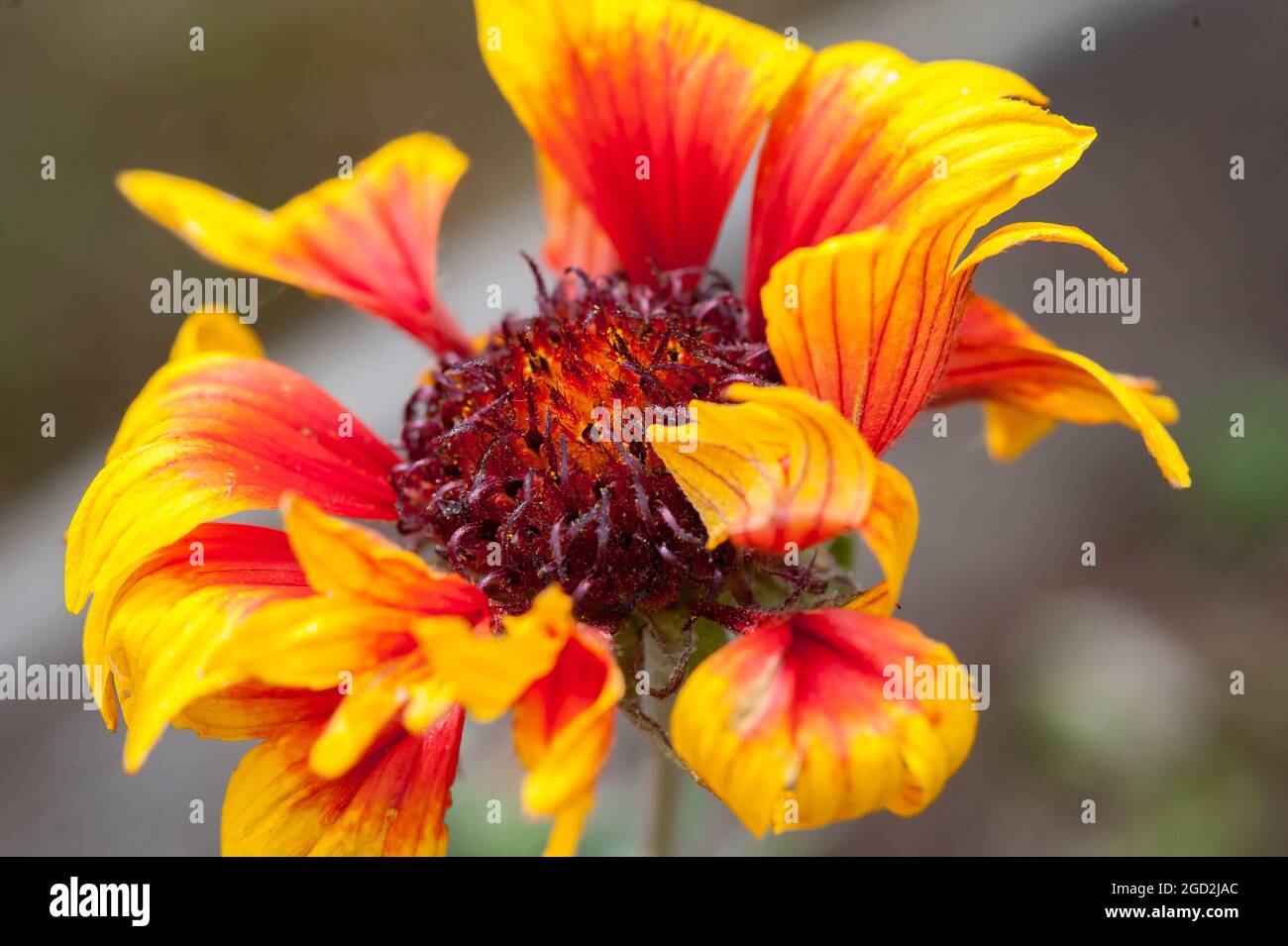 Macro close-up detail view of beautiful skipper butterfly on natural ...
