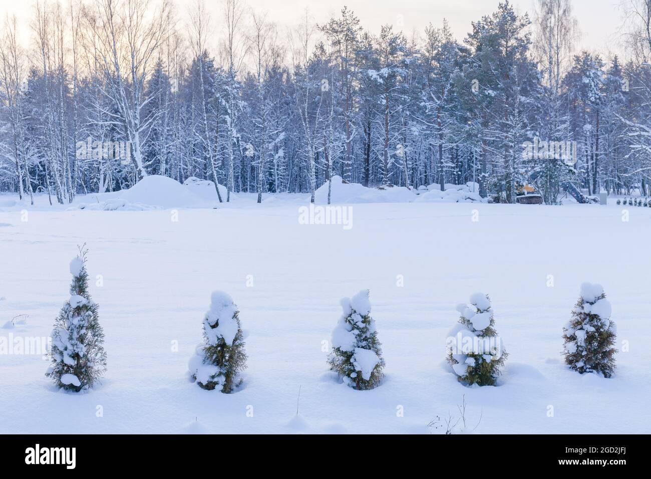 Small fir trees. Winter woods, snowy mood. Cloudy day Stock Photo - Alamy