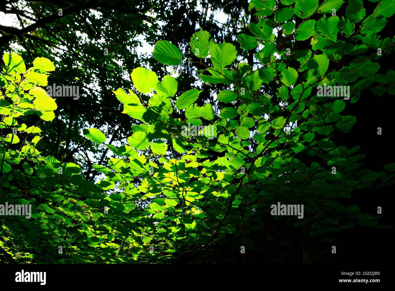 a exterior picture of an Pacific Northwest forest with Red alder trees ...